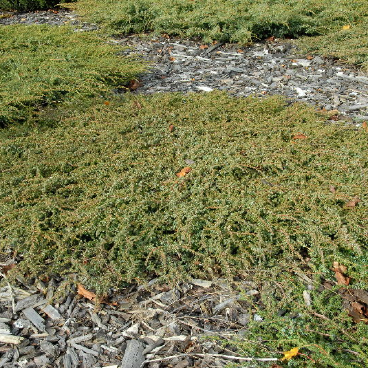 Можжевельник обыкновенный Green Carpet