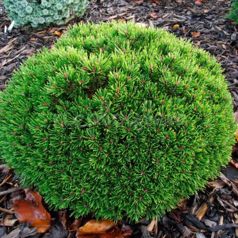 Сосна горная Jezek